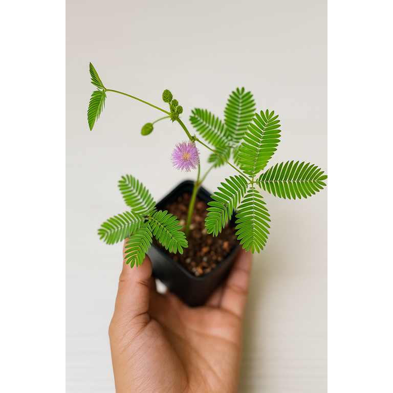 Jual Tanaman Putri Malu Segar / Bibit Mimosa Pudica Gerak Daun Ajaib ...