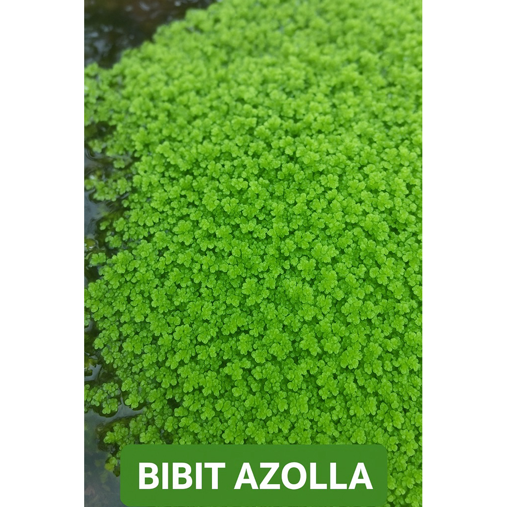 Jual Bibit Azolla Microphylla 1kg – Pakan Ikan, Unggas, & Pupuk Organik ...
