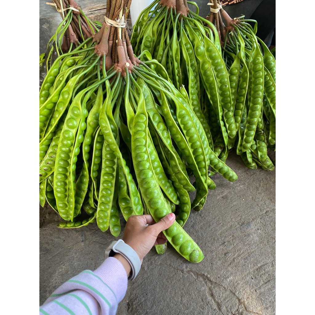 Jual PETE PADI BOYOLALI (RASA MANIS) FRESS PETIKAN BARU | Shopee Indonesia