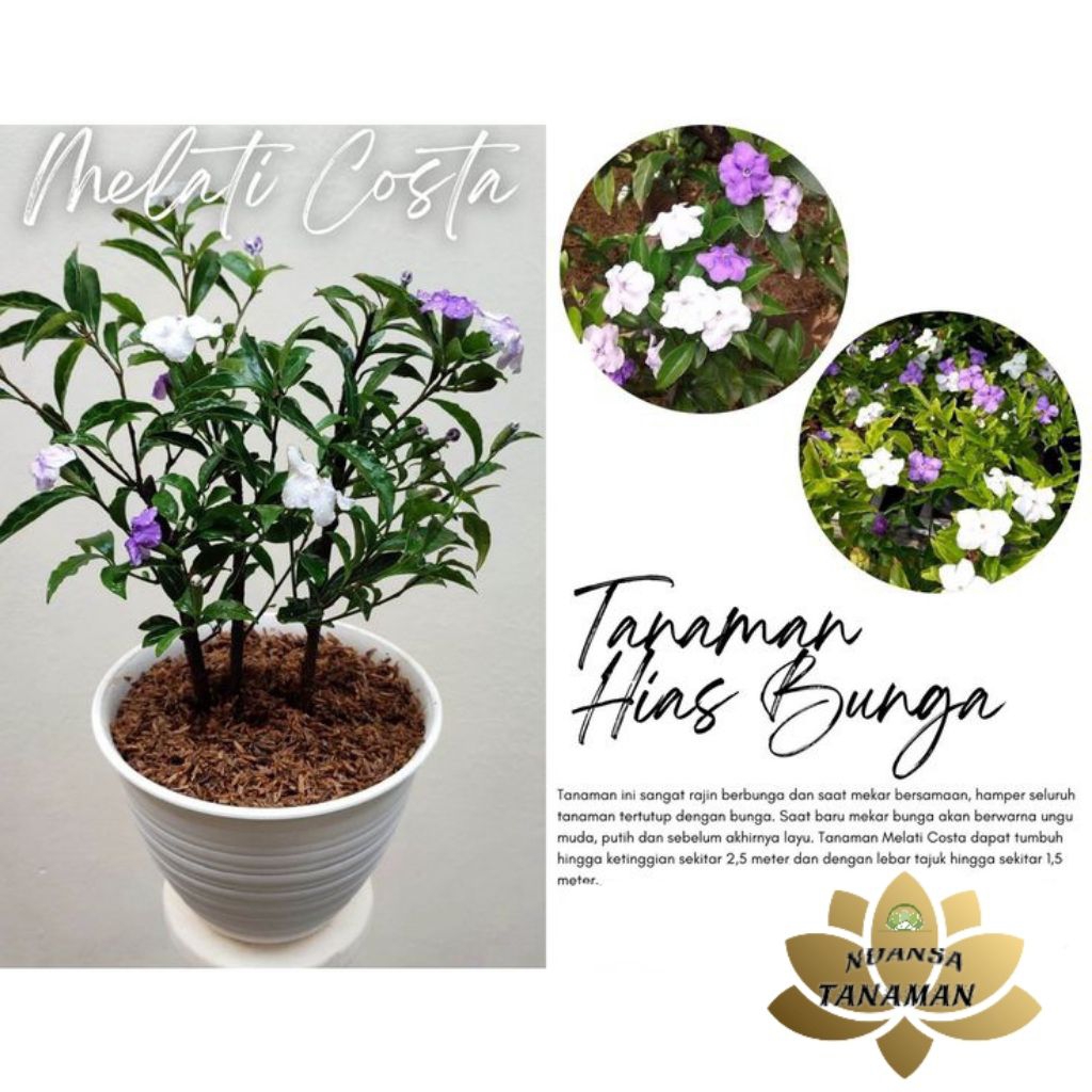 Jual Tanaman Hias Pohon Melati Costa Siap Berbunga/Pohon Melati Costa ...