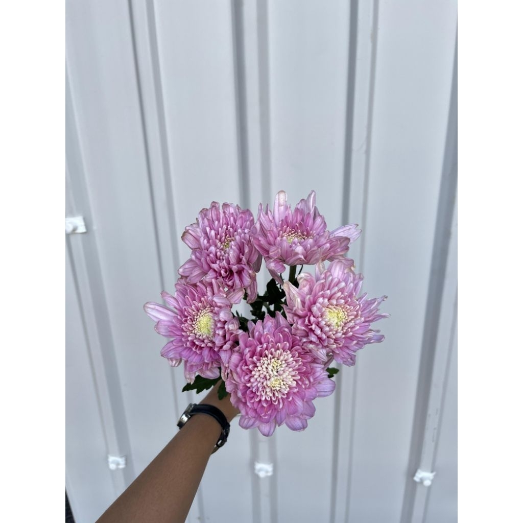 Jual ( 1 Tangkai ) Krisan / PomPom / Calimero / Carnation BUNGA FRESH ...
