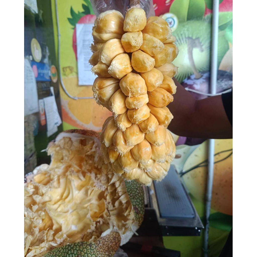 Jual Buah cempedak Kalimantan super sweet manis premium kupas cempedak ...