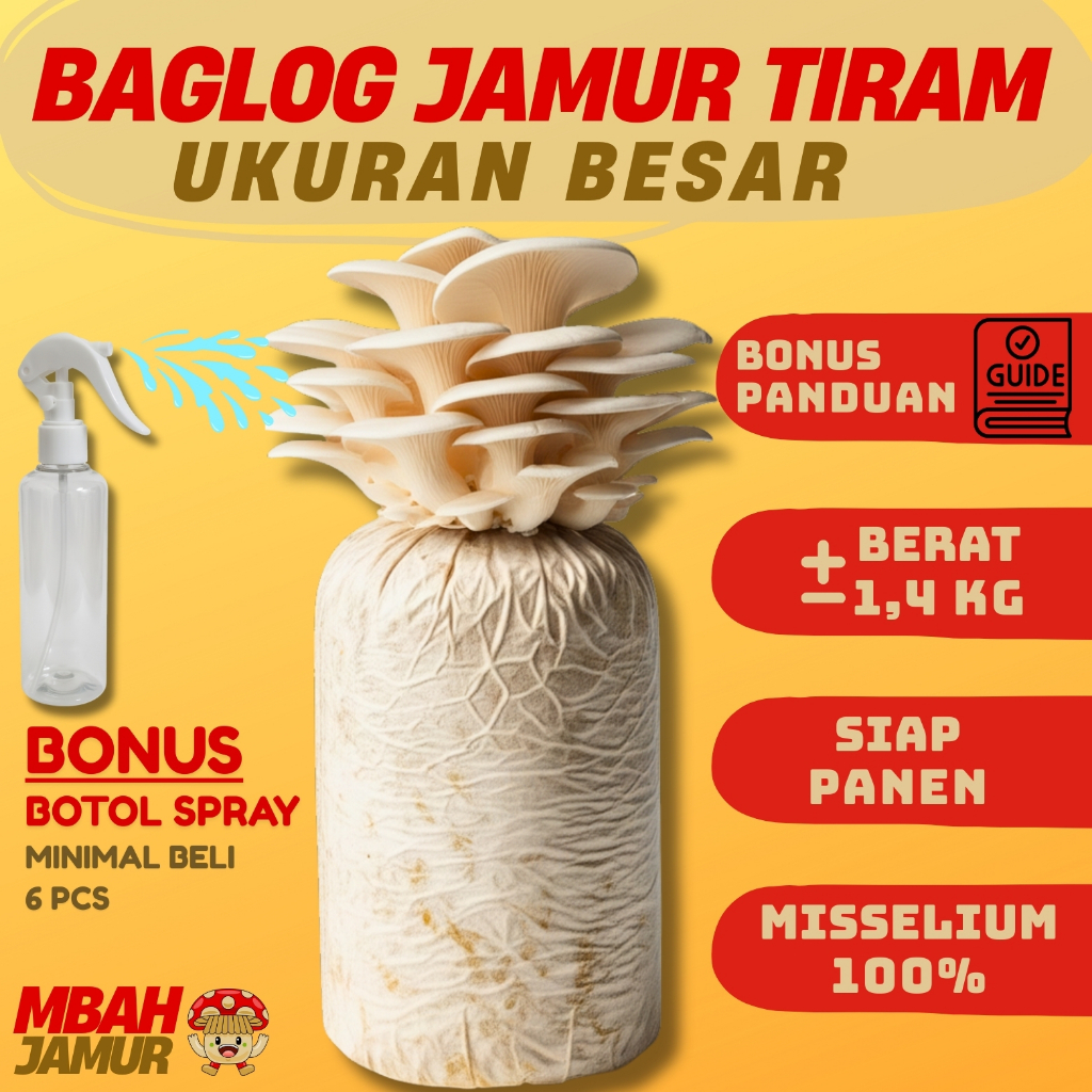 Jual BAGLOG JAMUR TIRAM SIAP PANEN - UKURAN BESAR 1.4KG - MISELIUM 100% ...