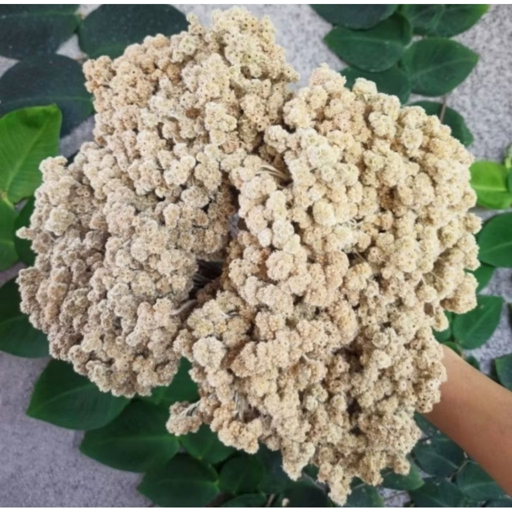 Jual bunga kering edelweis tanaman gandum kering (asli) | Shopee Indonesia