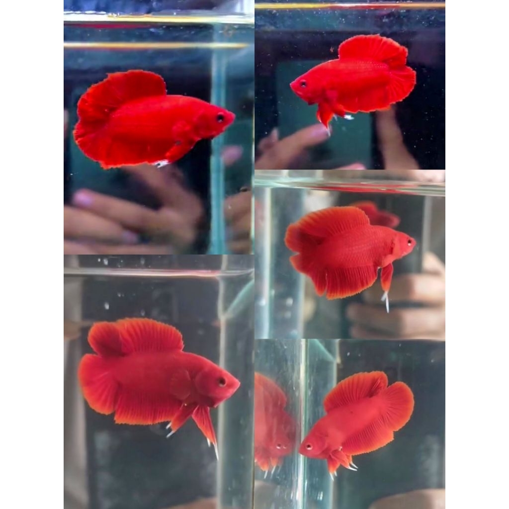 Jual Dt ReD anti zonk ukuran dewasa | Shopee Indonesia