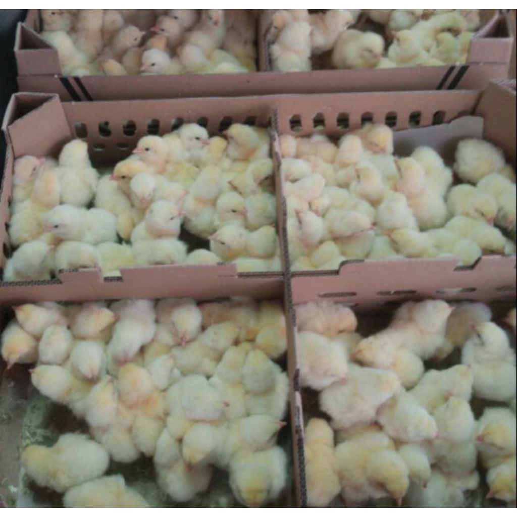 Jual Doc Ayam Broiler berkualitas, Sehat, Lincah, Garansi Sampai ...