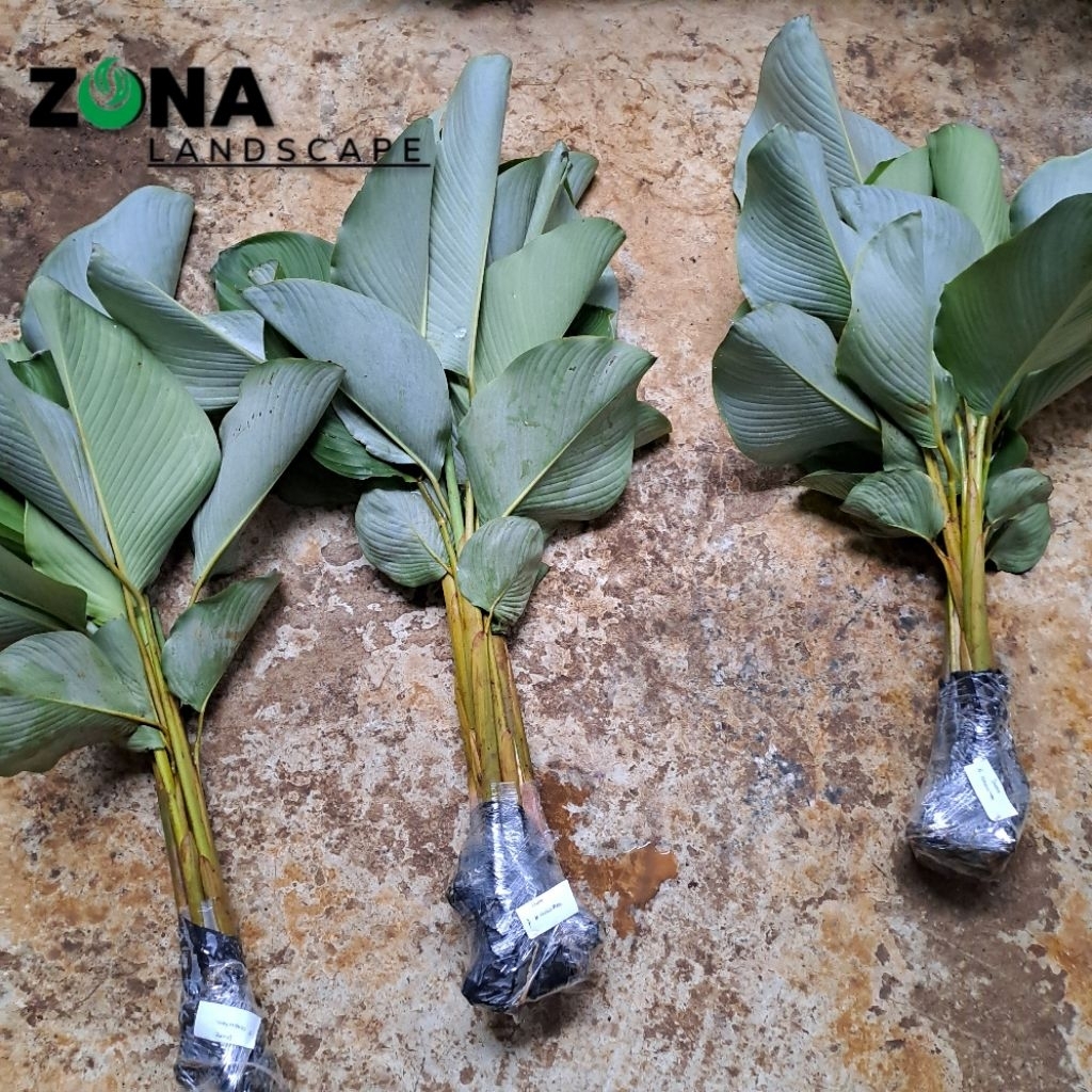 Jual PAKET (3btg) Calathea Pisang Lute'a - Tanaman tropis calatea ...