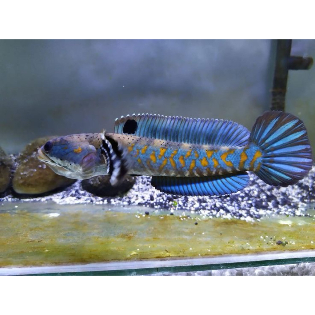 Jual Blue pulchra STIKER full dot dan yellow spot+Air Extra ketapang ...