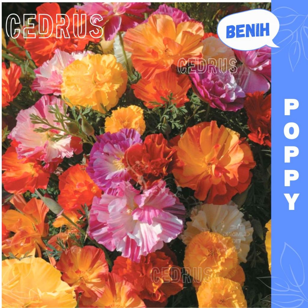 Jual POPPY BALLERINA (isi-9) - Benih Biji Bunga Popi | Shopee Indonesia