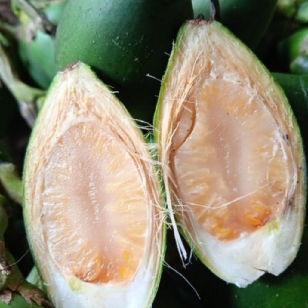 Jual Buah Pinang Muda Segar 1 Kg - Jambe Mudah Herbal | Shopee Indonesia