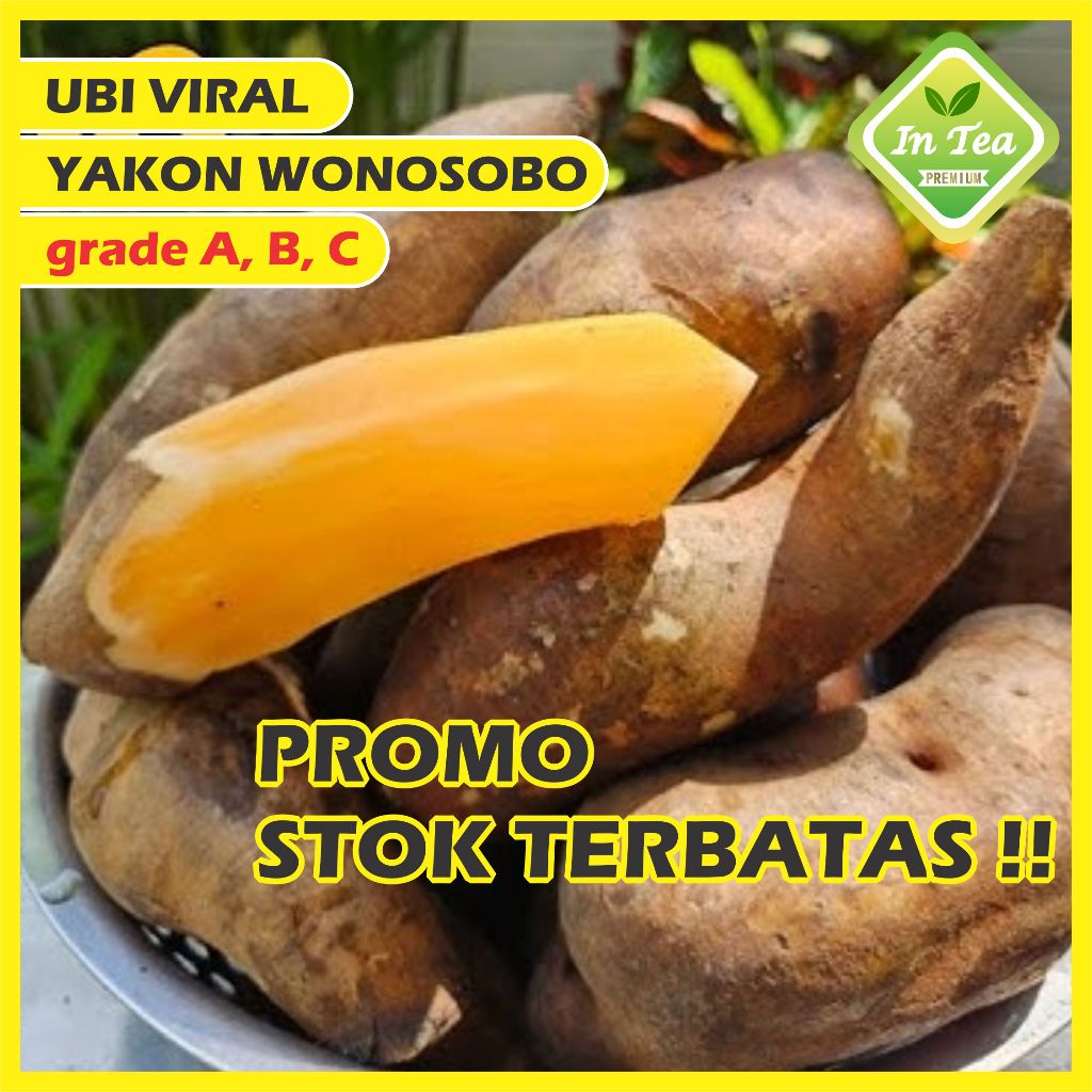 Jual Umbi yakon | Ubi Yacon wonosobo kualitas unggul | Shopee Indonesia
