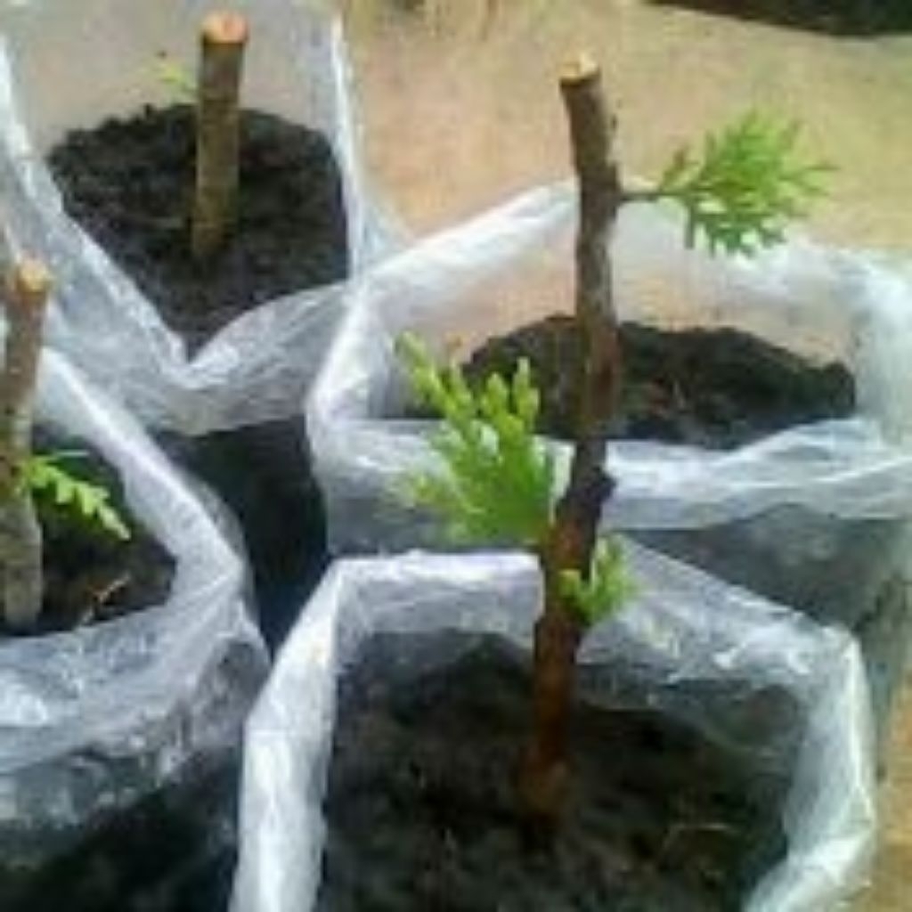 Jual Stek Batang Cemara Pinus Hidup | Bibit Tanaman Hias Tahan Panas ...