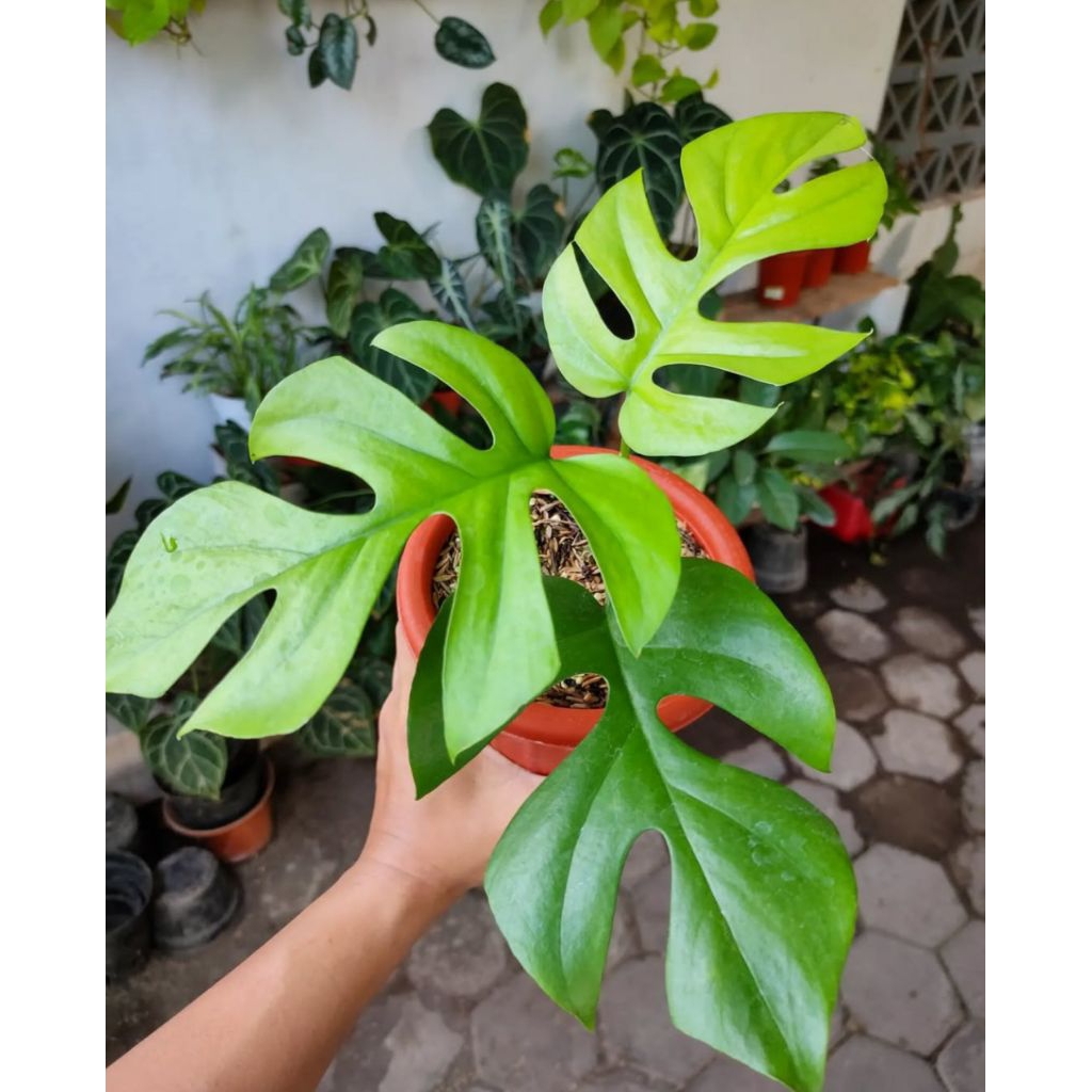 Jual Tanaman hias Monstera Tetrasperma Mini - monstera tetrasperma ...