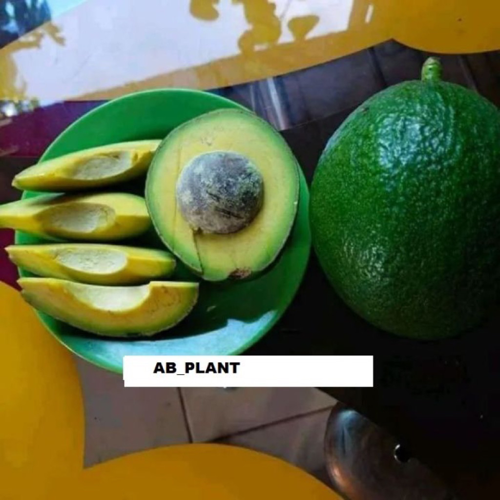 Jual Indukan Alpukat Ta 21 Batang besar Bebuah (Full media) | Shopee ...