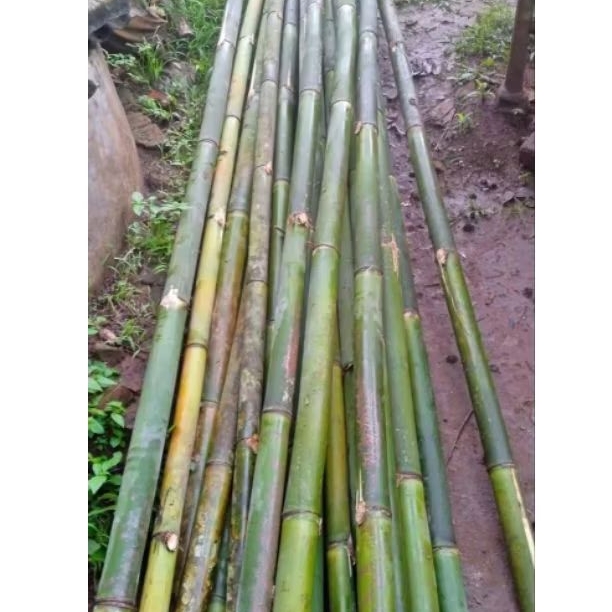 Jual Bambu Tiang Bendera Bulat kecil 2 Meter | Shopee Indonesia