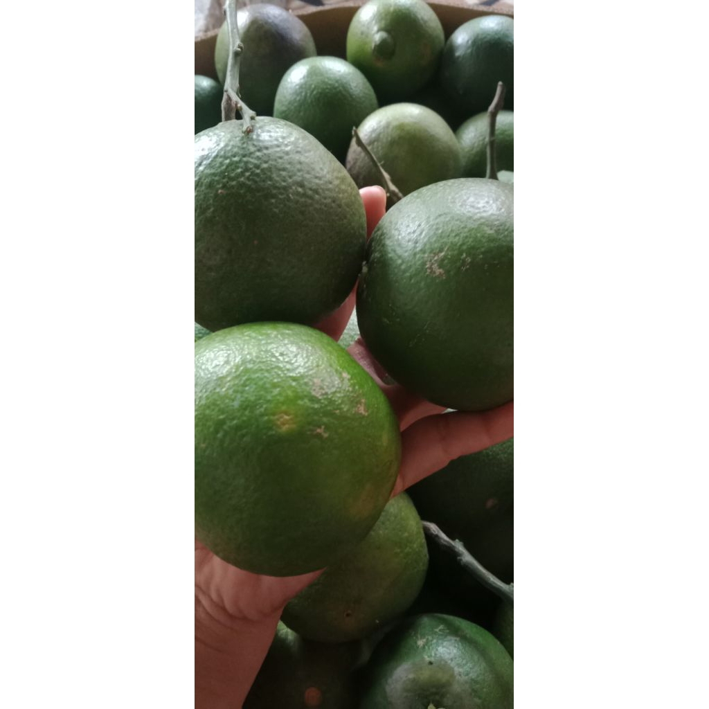 Jual Jeruk Baby Java Malang Kuning Fresh size KECIL-Sedang 1Kg | Shopee ...