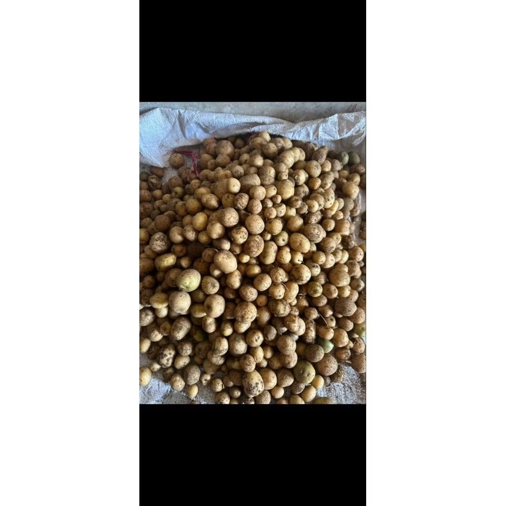 Jual kentang ares/baby potato/kentang rendang fresh 1kg | Shopee Indonesia