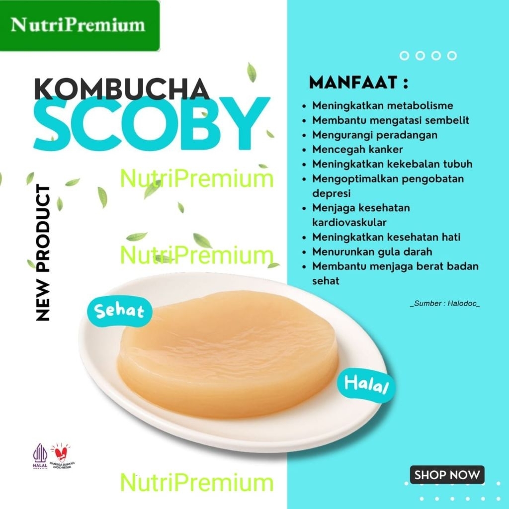 Jual Bibit Jamur Kombucha Premium / jamur DIPO (Bibit kombucha) starter ...