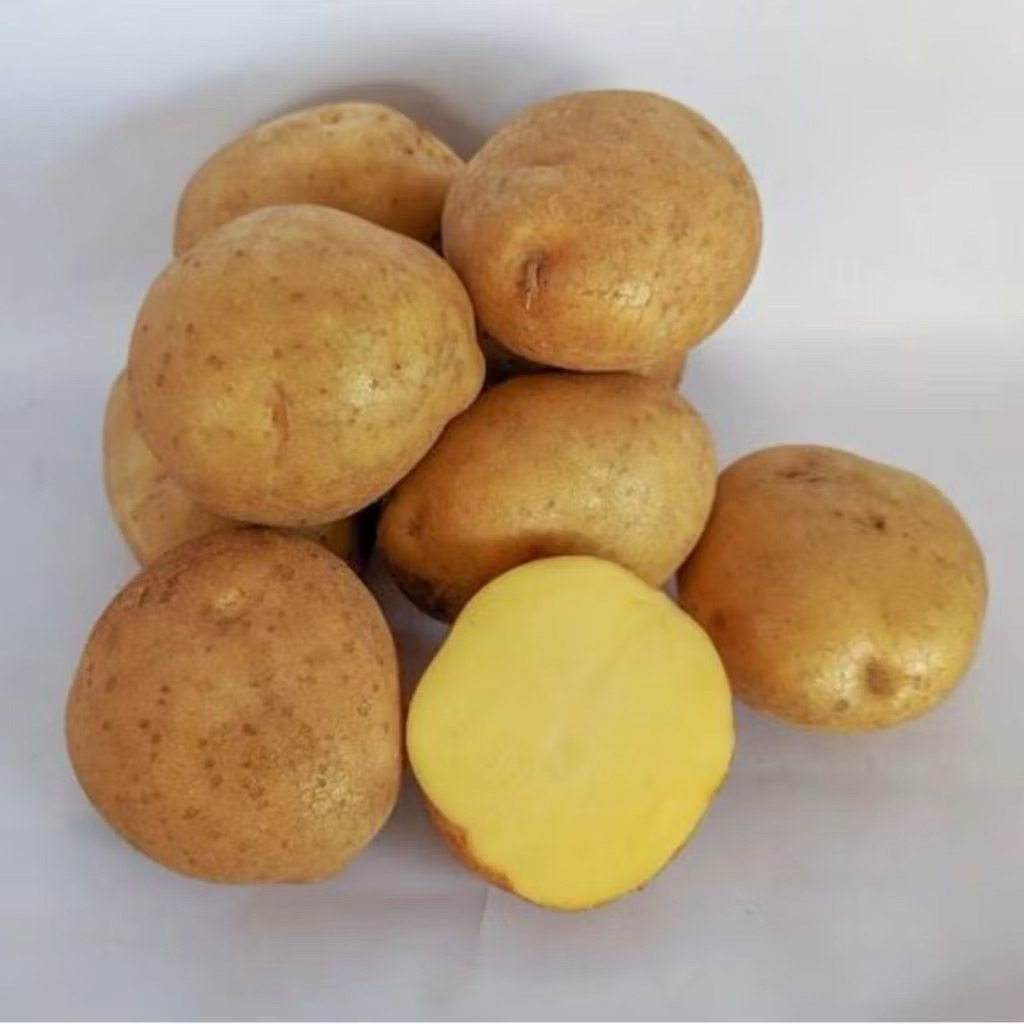 Jual kentang Dieng super kuning ukuran sedang fresh 1kg sudah si sortir ...