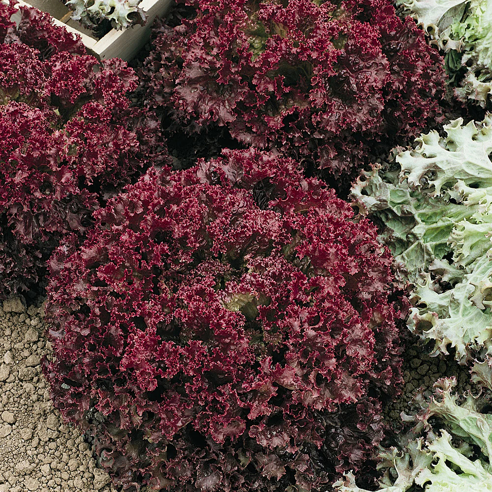 Jual Benih Bibit Biji - Lettuce Red Coral Tsunami Selada Merah Lollo ...