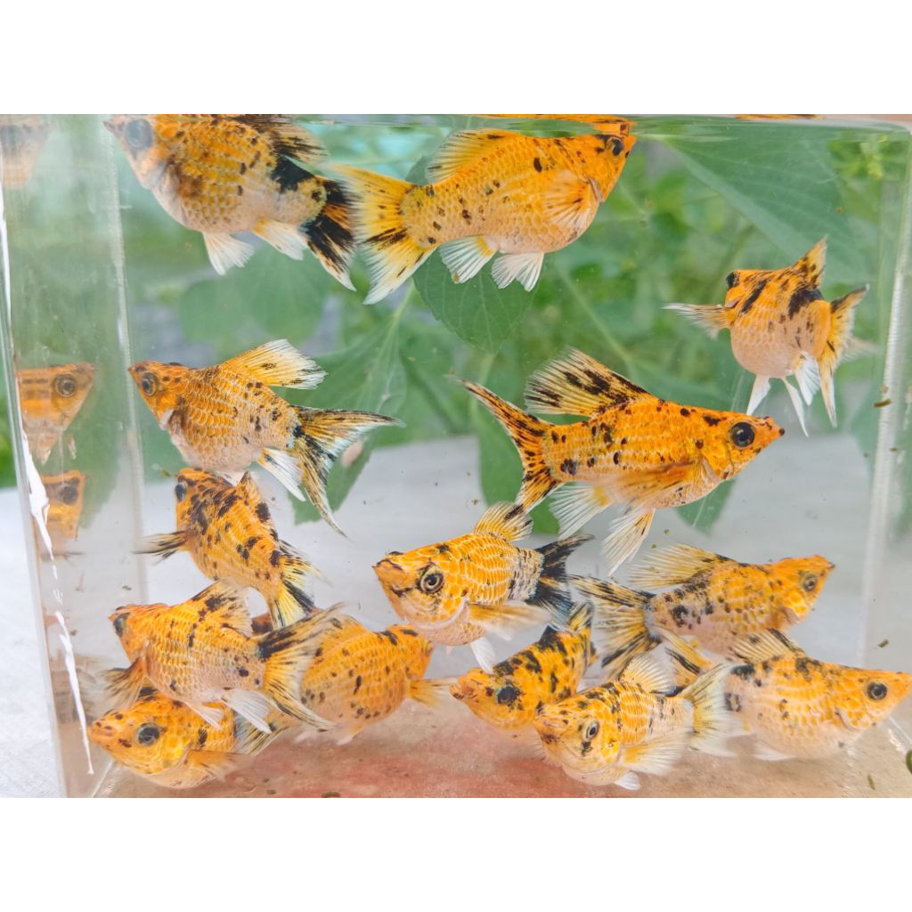 Jual molly GOLD LEOPARD lyretail (SESUAI KUALITAS) | Shopee Indonesia