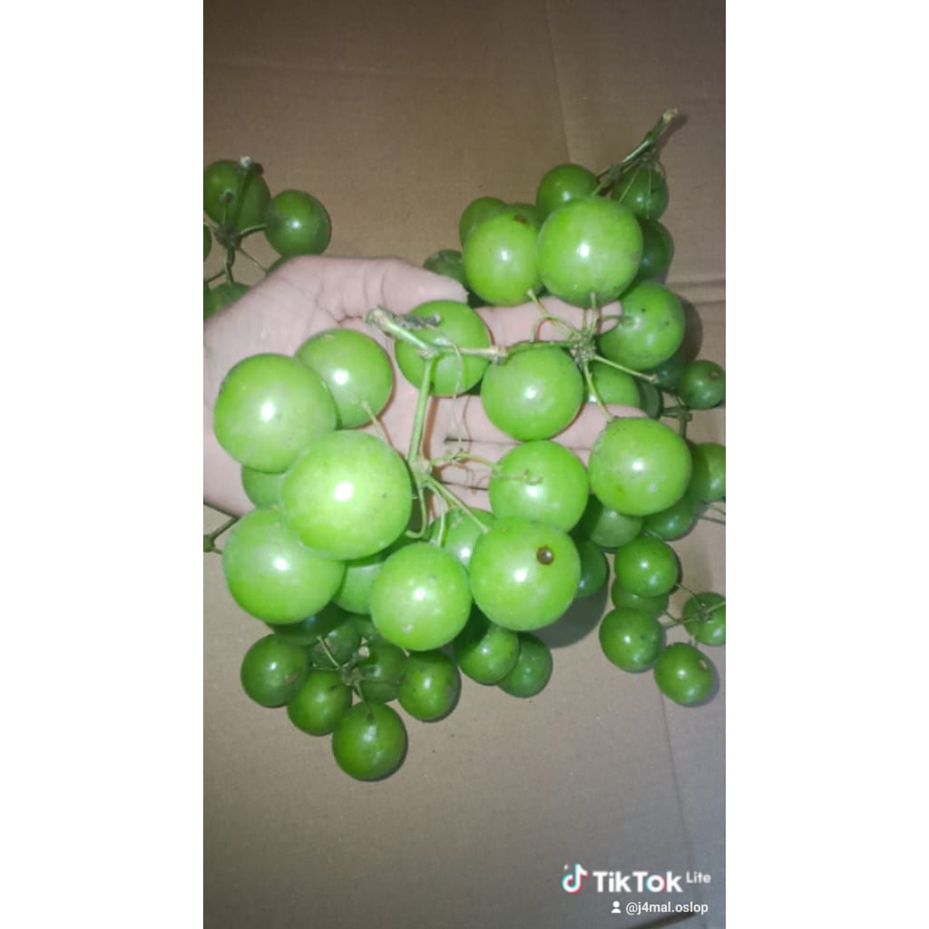 Jual buah canar atau anggur bogor untuk bahan rujak dan bahan manisan ...