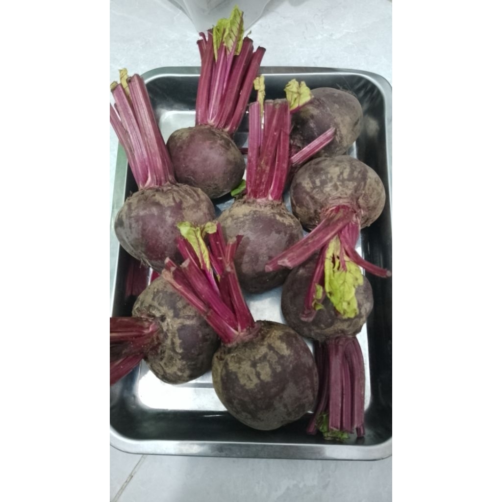 Jual Buah Bit Fresh Beetroot Petik dari Kebun 1 kg | Shopee Indonesia