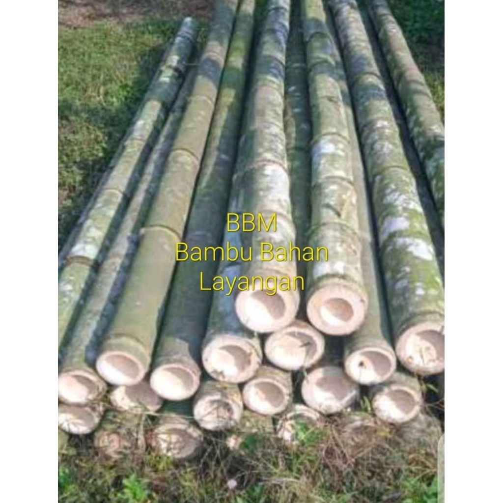 Jual Bambu Petung Tua Tebal 3m Bahan Arku Layangan Ajir Pagar Kerajinan ...