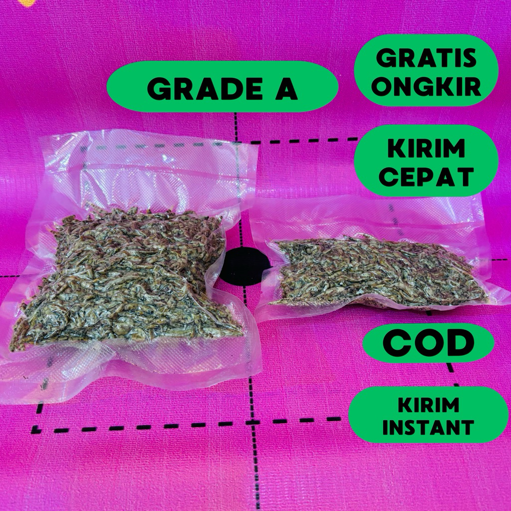 Jual IKAN PENJA SULAWESI / IKAN DUO / IKAN NIKE / IKAN ASIN / IKAN ...