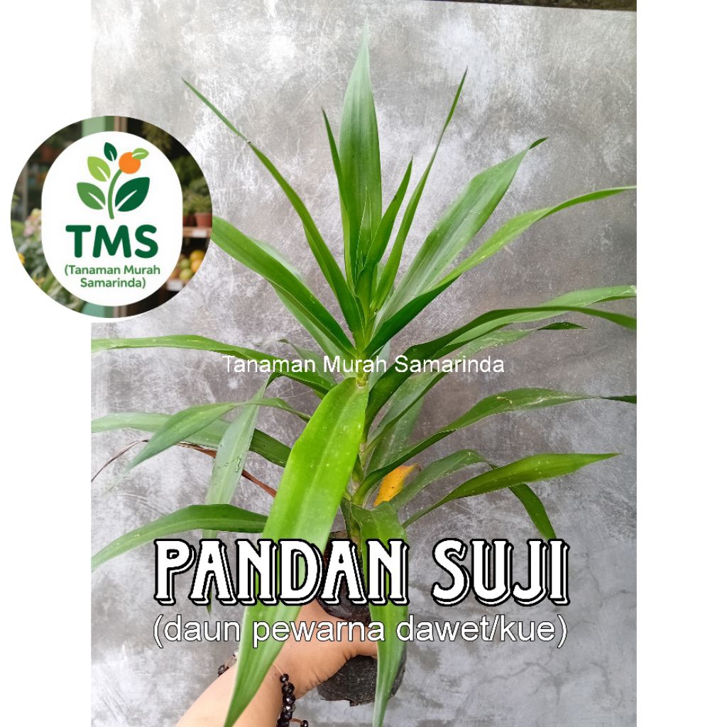 Jual TMS~ Pandan Suji Herbal pewarna Dawet pewarna makanan alami ...