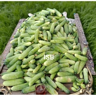 Jual Timun 1 Kg Terlengkap & Harga Terbaru September 2025 | Shopee ...