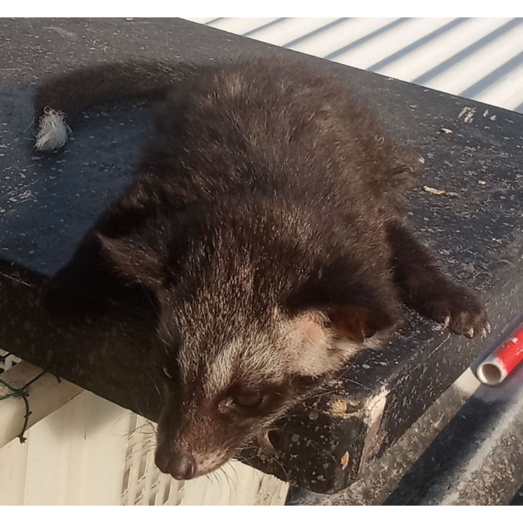 Jual musang pandan ekput Beby 1 bulan | Shopee Indonesia