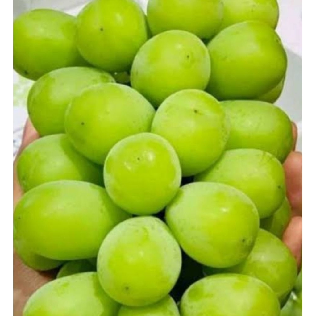 Jual Buah Anggur Hijau | Anggur Shine Muscat Premium | Shopee Indonesia