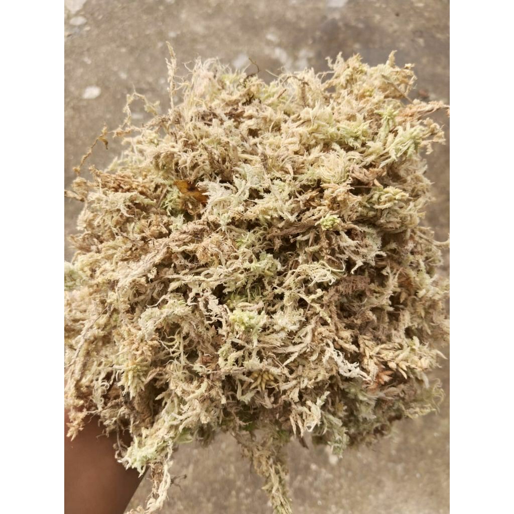 Jual Spagnum moss/Moss putih 1kg | Shopee Indonesia