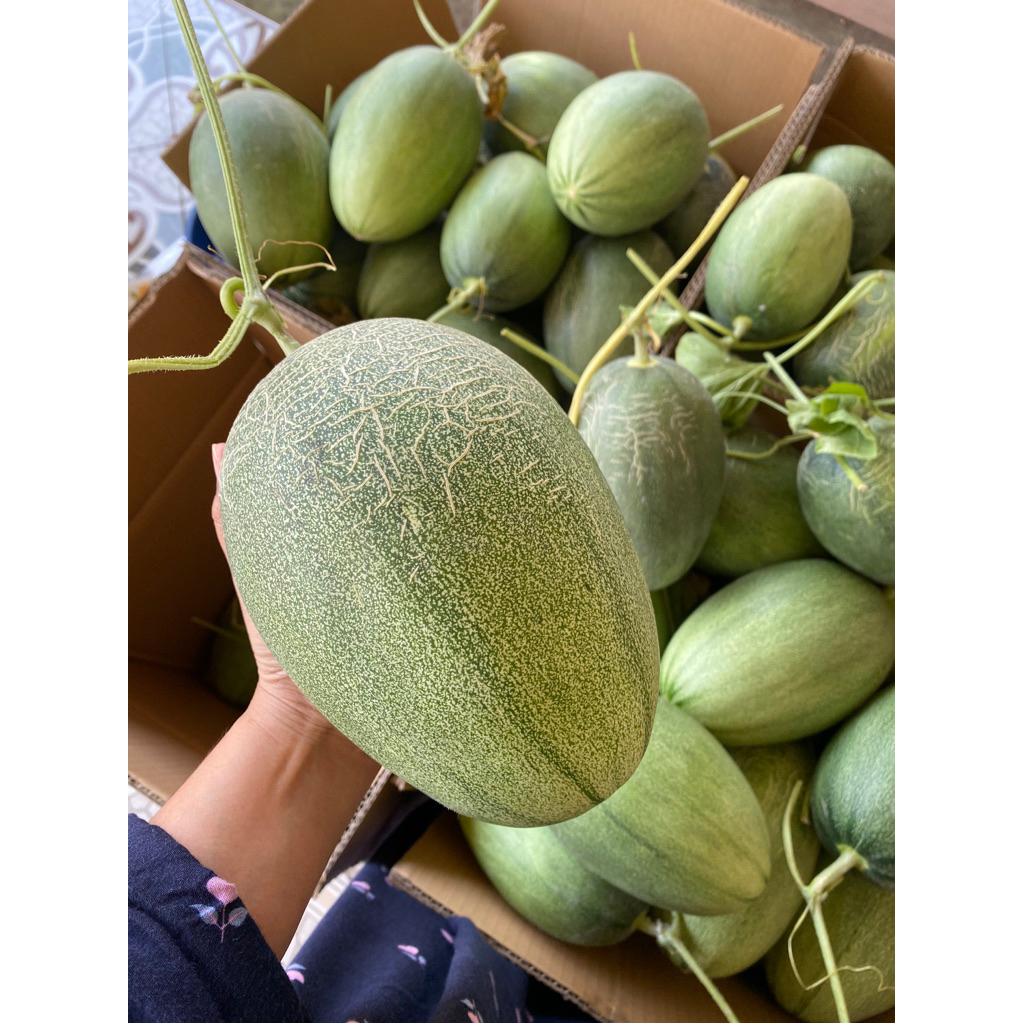 Jual Buah melon Premium sweet hami grade B | Shopee Indonesia