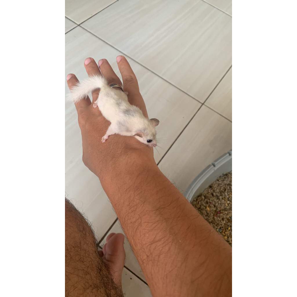 Jual African Pygmy Dormice Snow | Shopee Indonesia