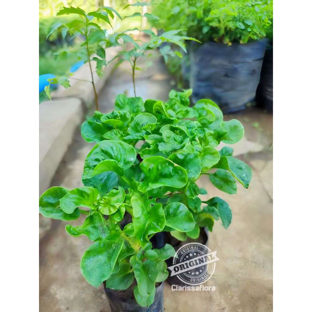 Jual Tanaman bayam Brazil / pohon bayam Brazil mempunyai banyak manfaat ...