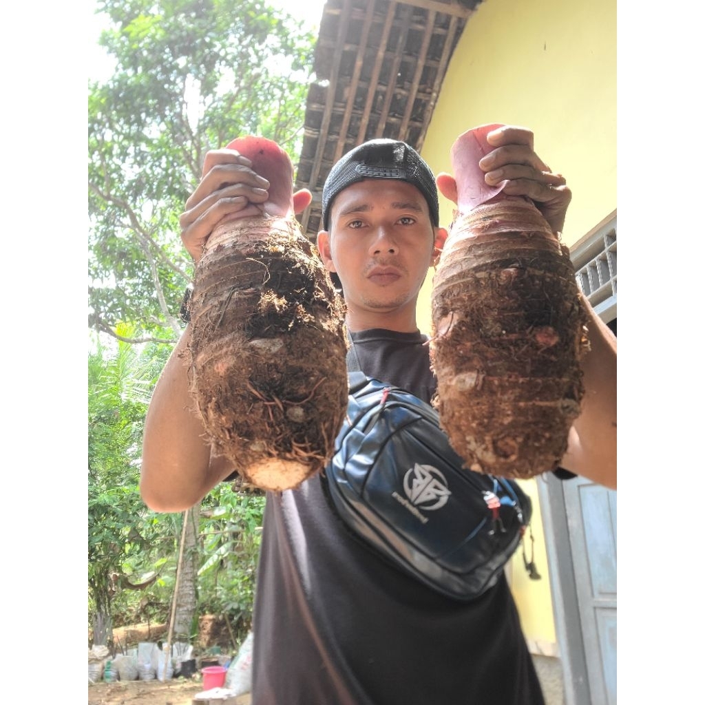 Jual TALAS PRATAMA / TALAS BOGOR | Shopee Indonesia