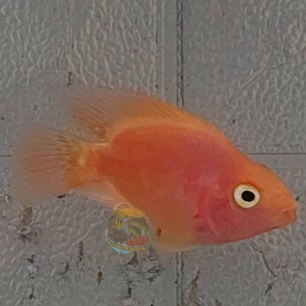 Jual Ikan Hias Kingkong Red Parrot 2,5 - 3 jari | Shopee Indonesia