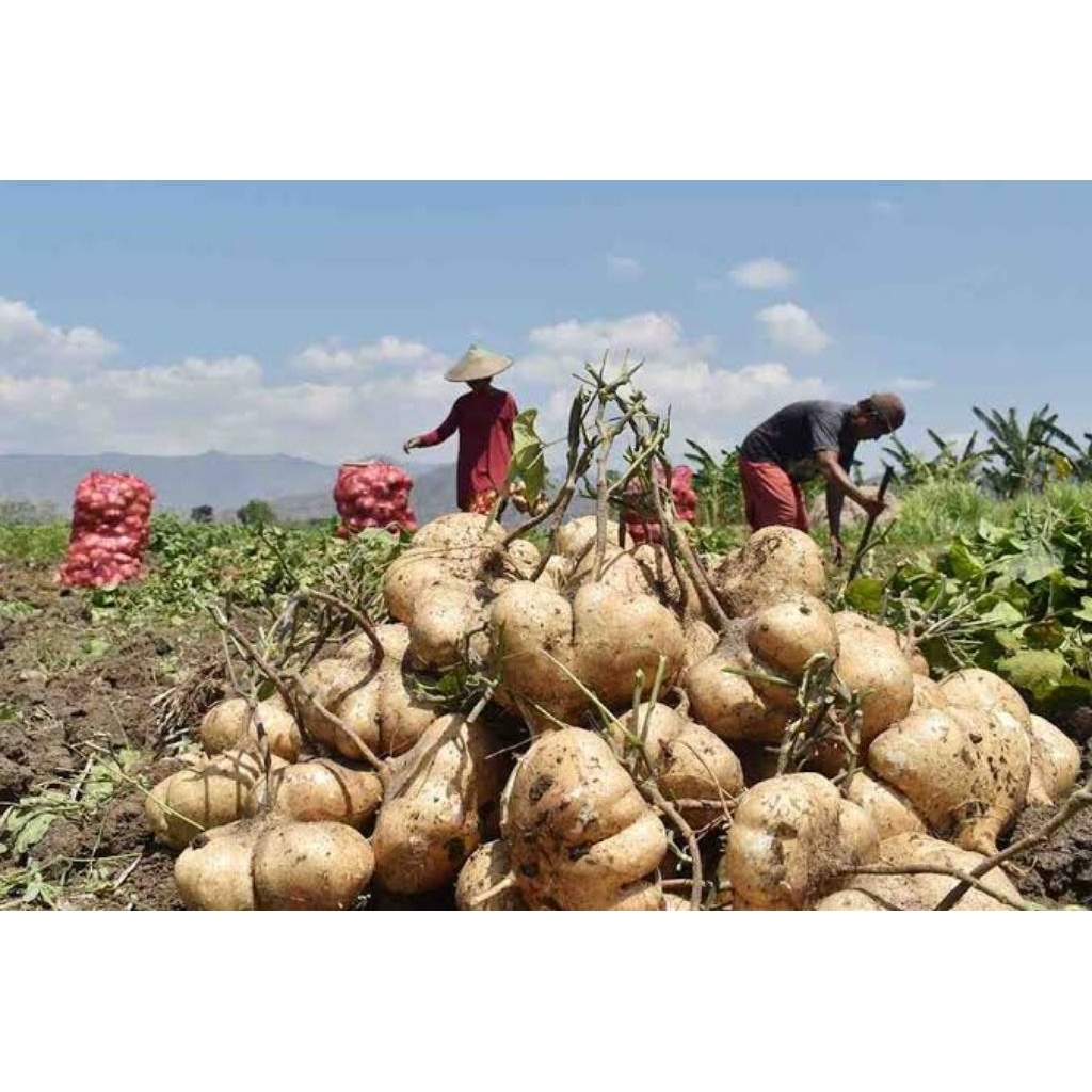 Jual 25++ Benih Bibit Bengkoang Lokal Super Unggul Pilihan Petani ...