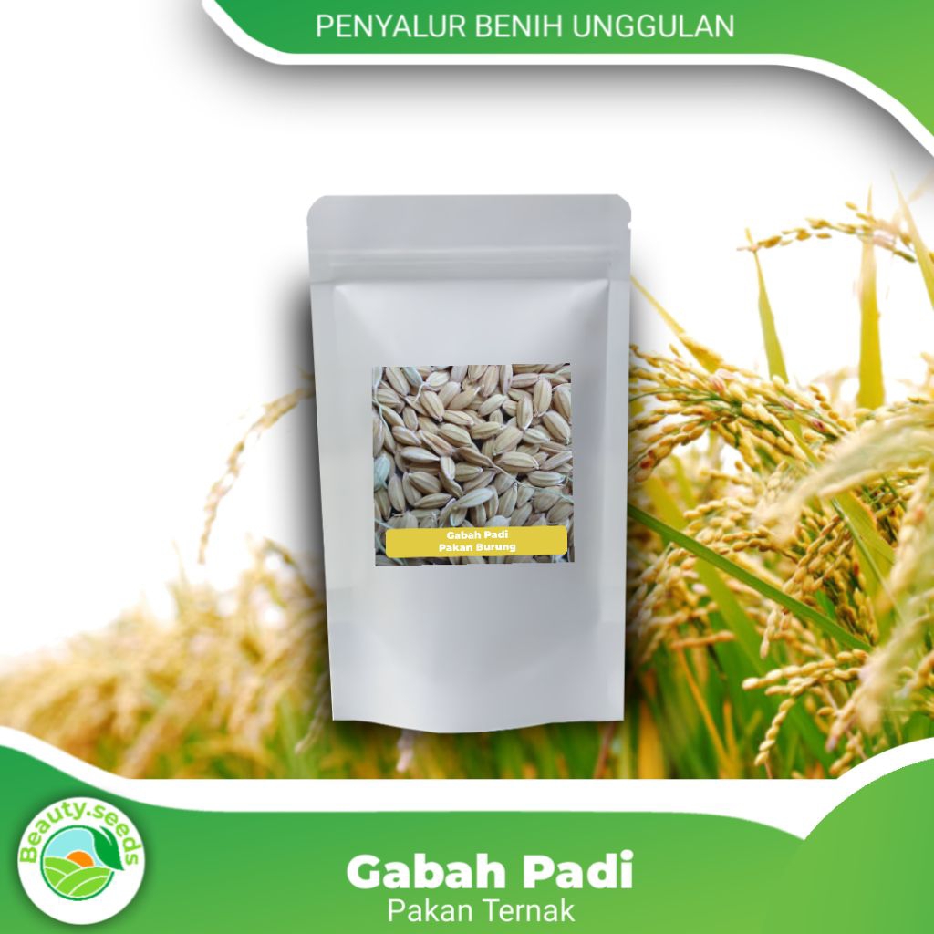 Jual GABAH PADI BIJI BIJIAN BERSIH MUDAH TUMBUH 1KG / Padi ukuran 1kg ...