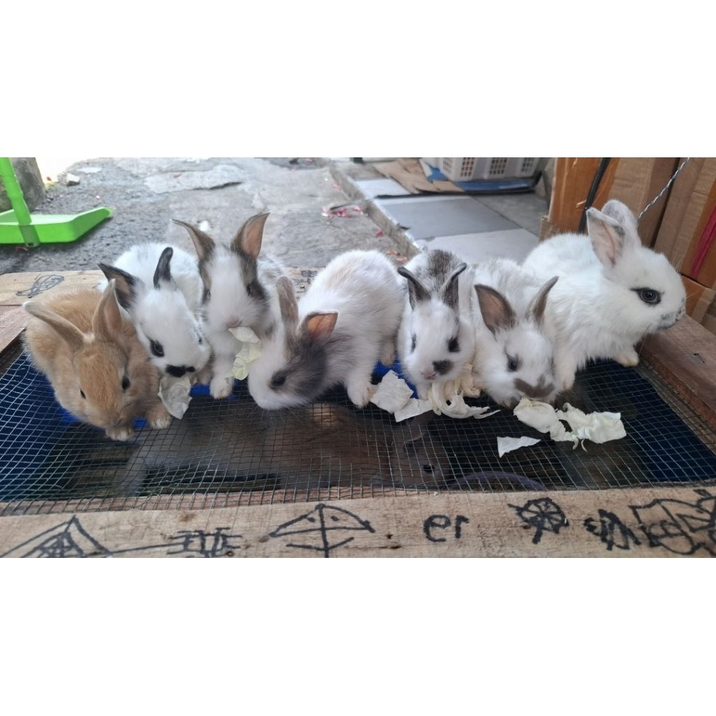 Jual kelinci lokal lucu - kelinci imut - anak kelinci | Shopee Indonesia