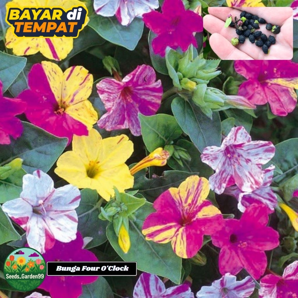 Jual 8 BUTIR BIJI/BENIH BUNGA PUKUL 4 TRI COLOR | MIRABILIS JALAPA ...