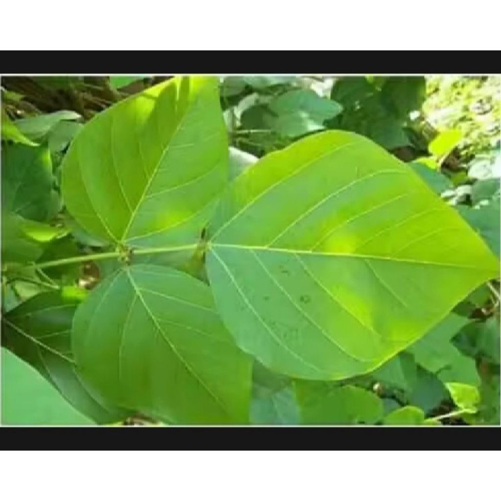 Jual daun dadap serep/daun dadap obat herbal 25 lembar, daun dadap ...