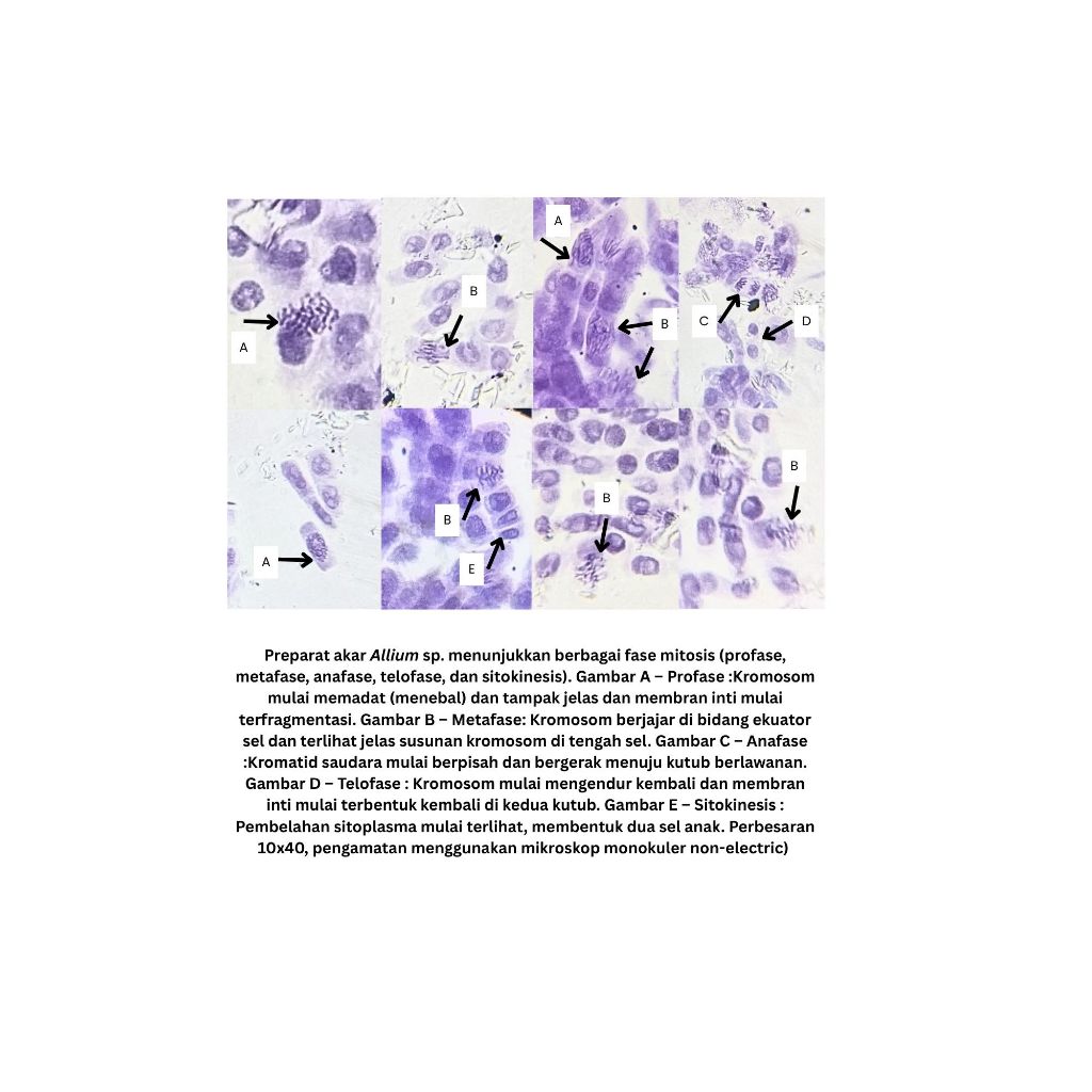 Jual preparat mitosis akar Allium cepa dan Allium sativum | Shopee Indonesia