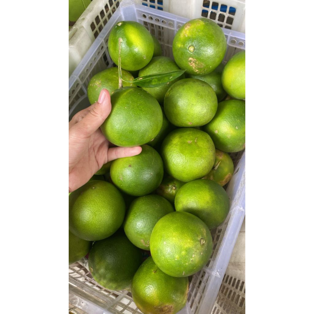 Jual jeruk segar Jeruk baby java langsung dari kebun | Shopee Indonesia