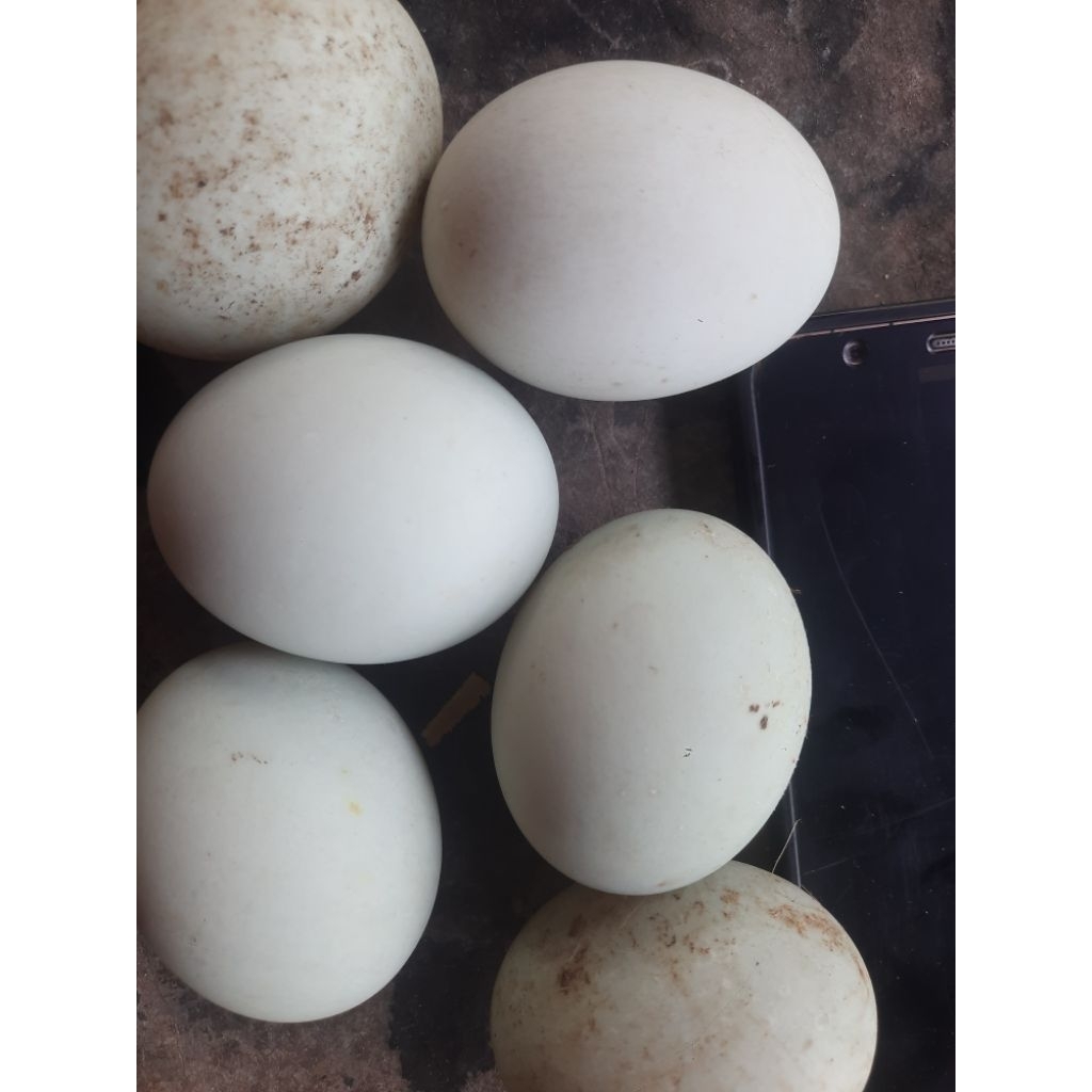 Jual Telur Bebek Gred A super BiG (konsumsi) | Shopee Indonesia