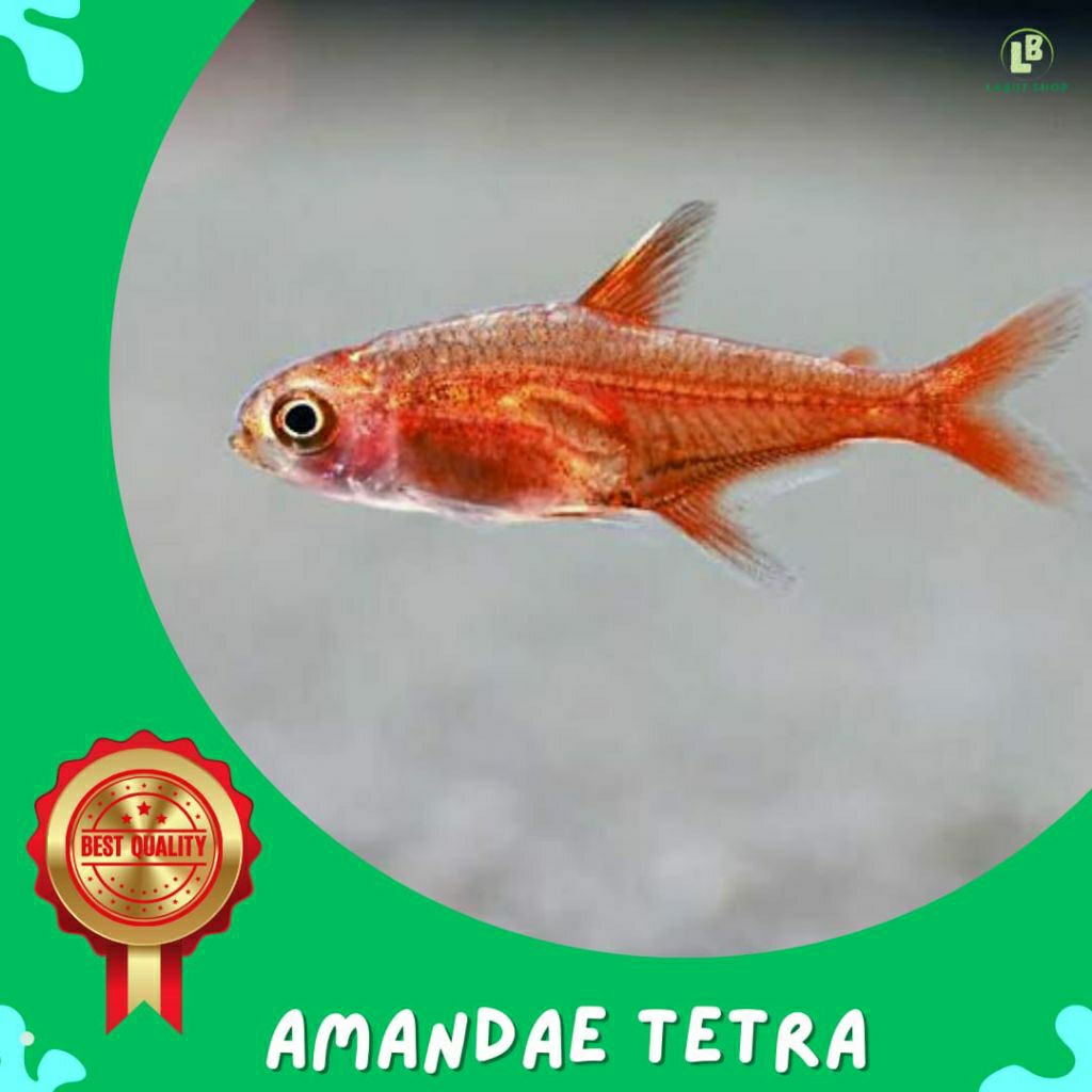 Jual Amandae hiasan aquarium amandae ember tetra ( ISI 10 ) | Shopee ...