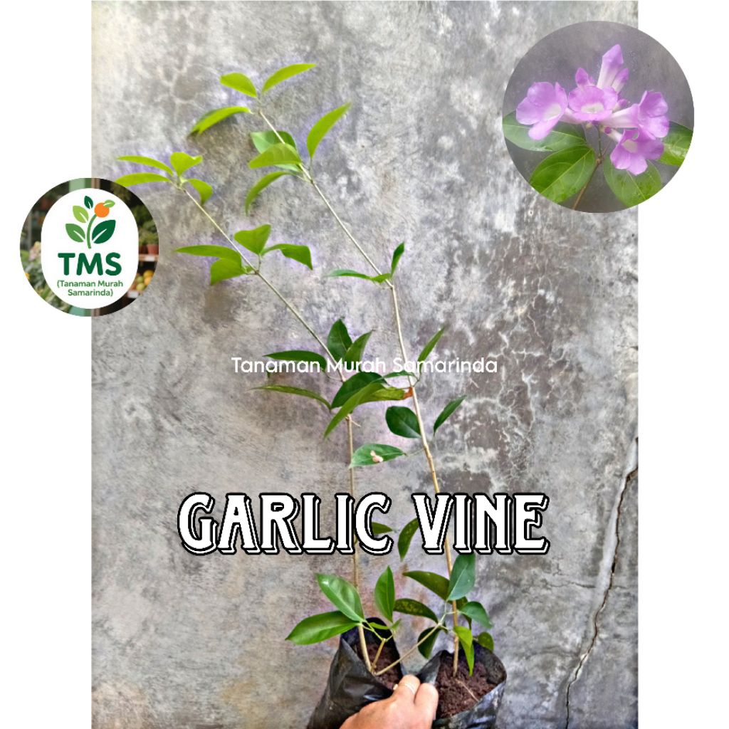 Jual TMS~ Tanaman Bunga Garlic Vine tanaman hias | Shopee Indonesia