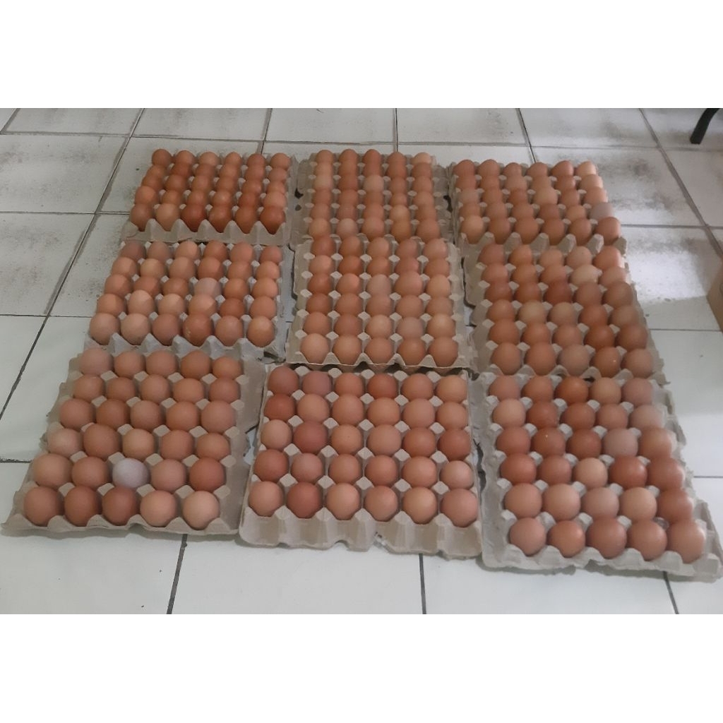 Jual Telur ayam negri fresh/Egg ayam ( 9 tray isi 270 butir ) | Shopee ...